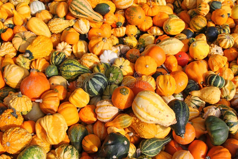 Fresh Gourds, Squashes, and Pumpkins Stock Photo - Image of orange ...