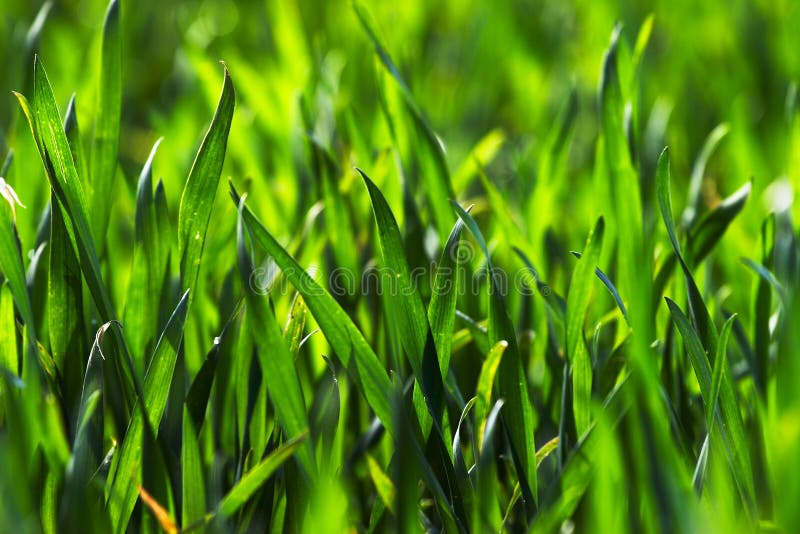 Fresh grain stock photo. Image of greengrass, grow, organic - 501718