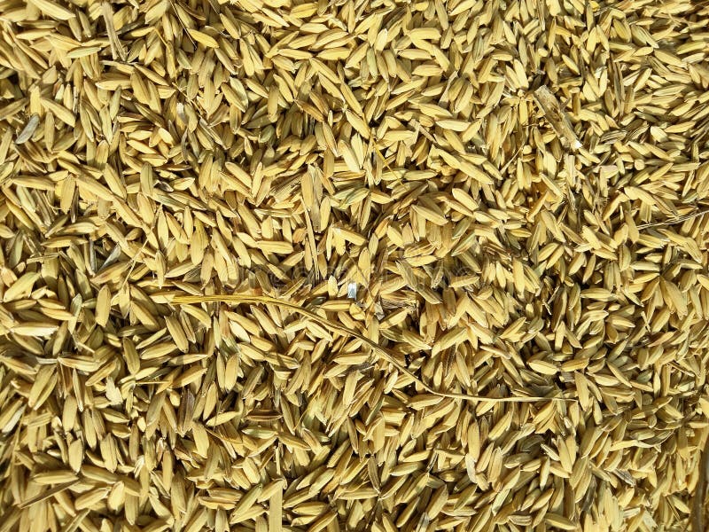 Fresh grain backgrounds stock image. Image of agriculture - 227793377