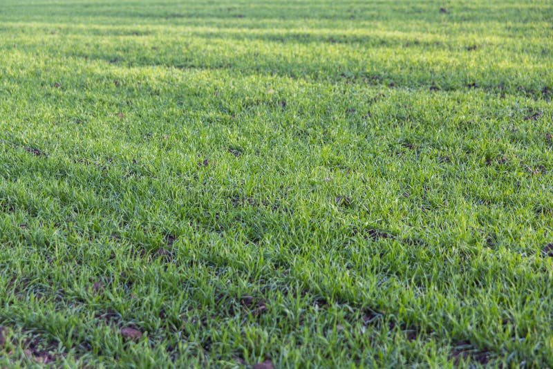 Fresh Grain Raising from the Ground Stock Photo - Image of grow ...