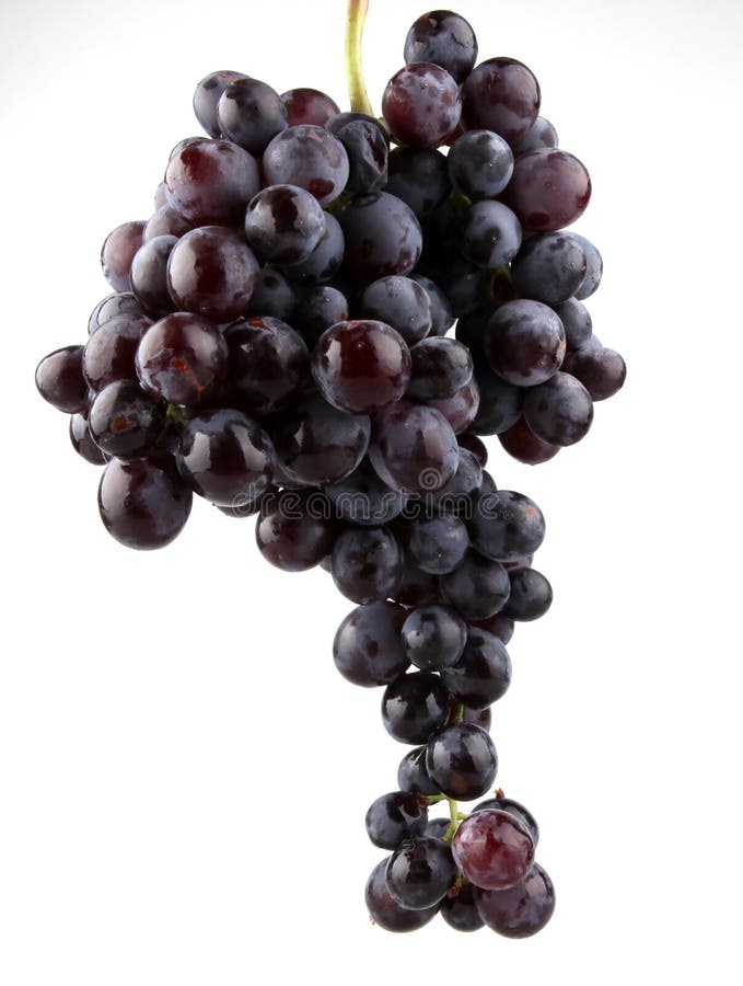 Fresh grape stock photo. Image of plant, making, grape - 21081346
