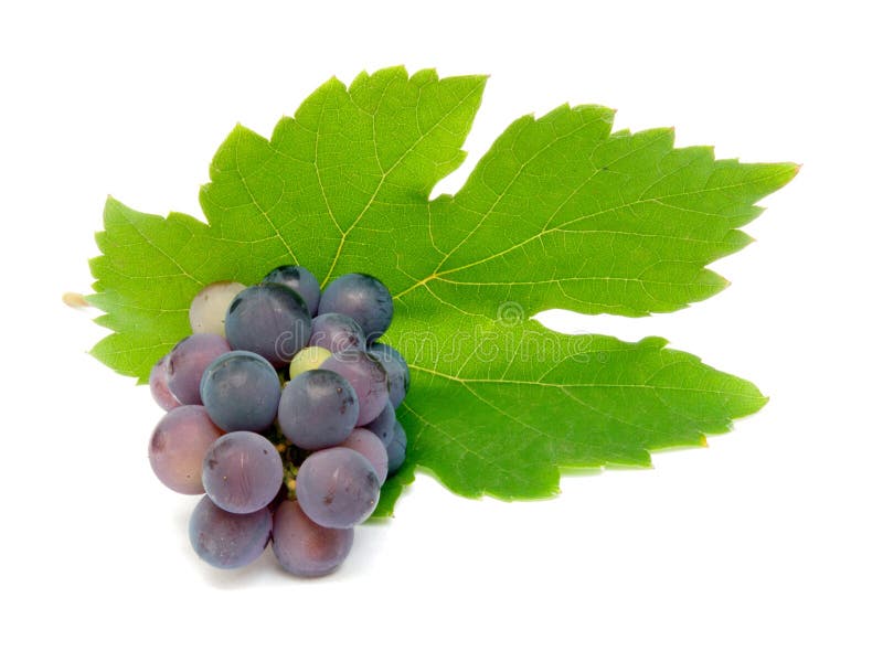 Fresh grape stock image. Image of isolated, healthy, grape - 22263403