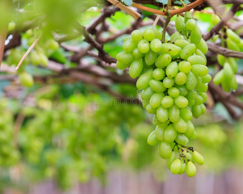 Fresh grape stock photo. Image of growth, outdoor, harvest - 23522636