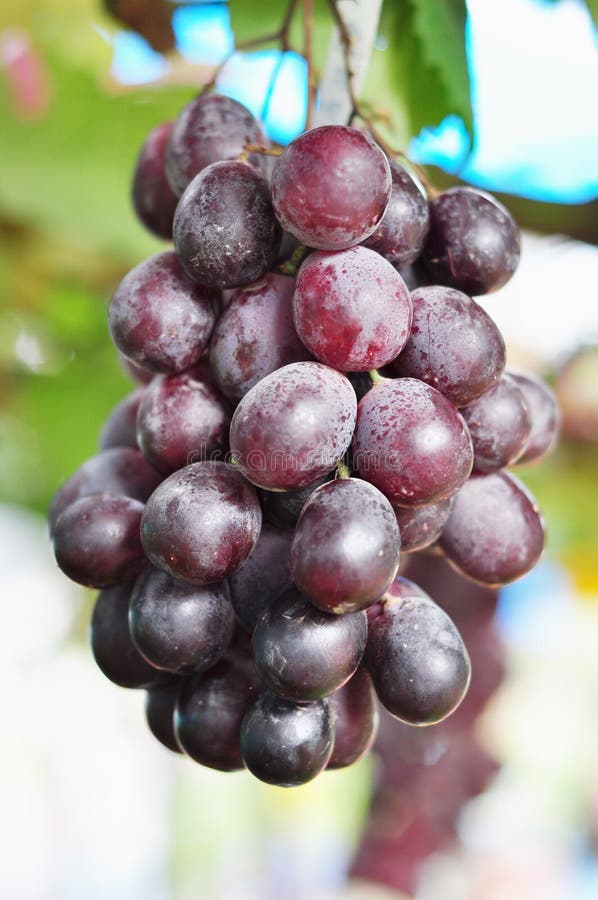 Fresh Grape stock image. Image of season, agriculture - 29465915