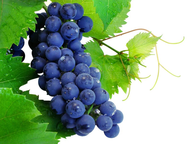 Fresh Grape Cluster with Leafs Stock Photo - Image of branch, juicy ...