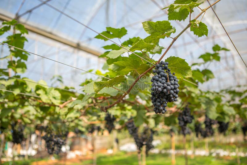 Fresh grape in the farm stock image. Image of leaf, nature - 41543613