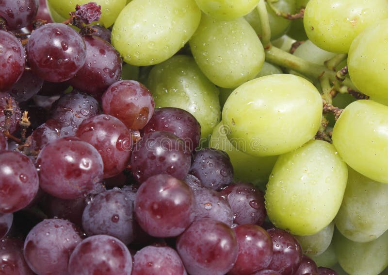 Fresh Grape fruit stock image. Image of sweet, fruit - 26948635