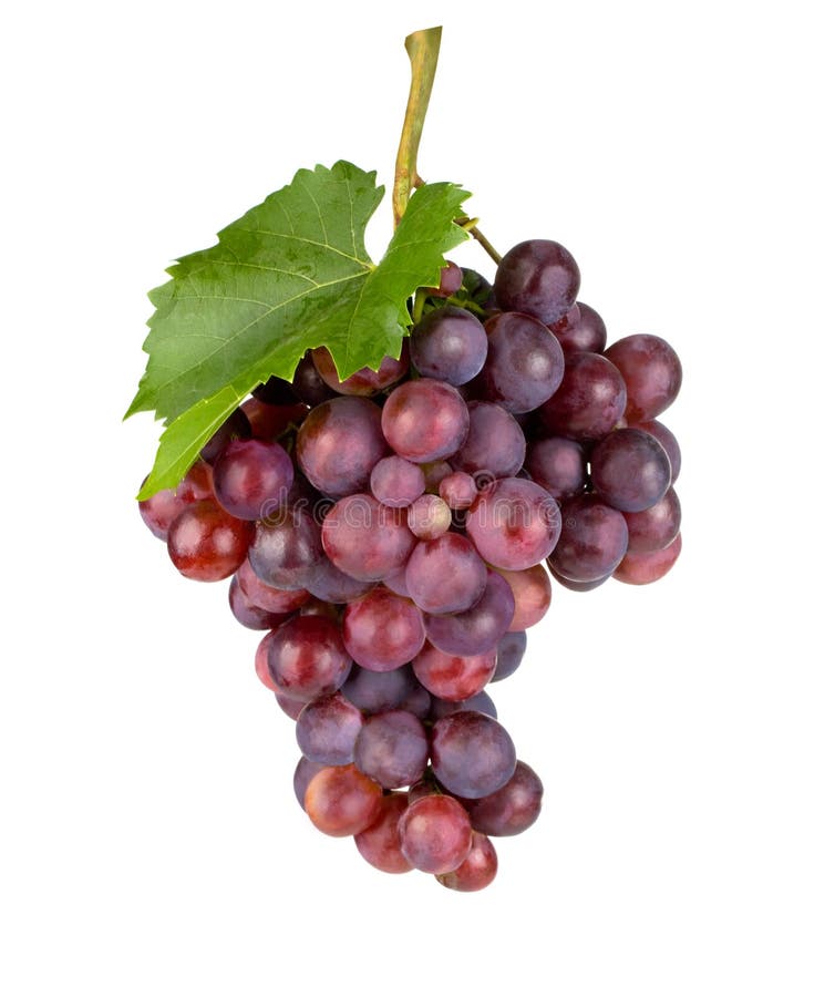 Fresh grape. stock photo. Image of berry, winery, ripe - 33352738