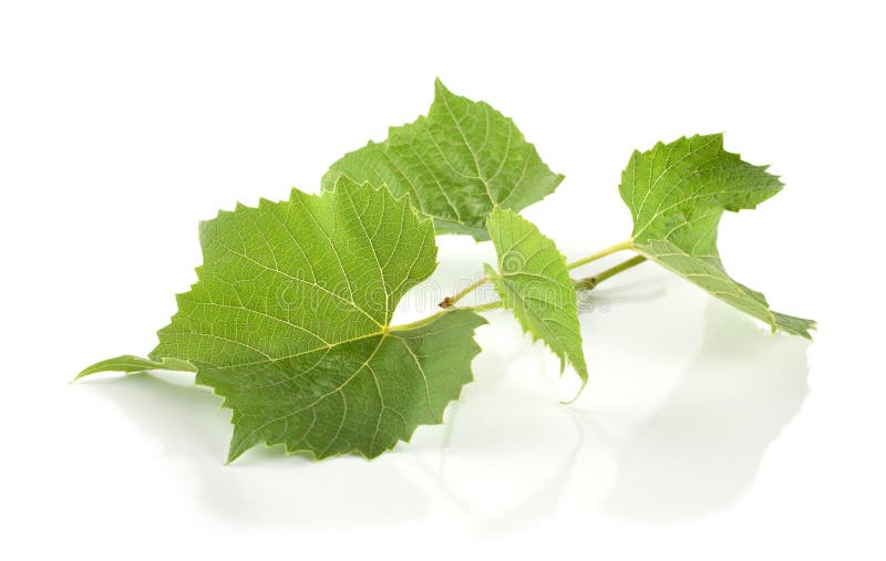 Grape leaves stock image. Image of leave, floral, grape - 21658567