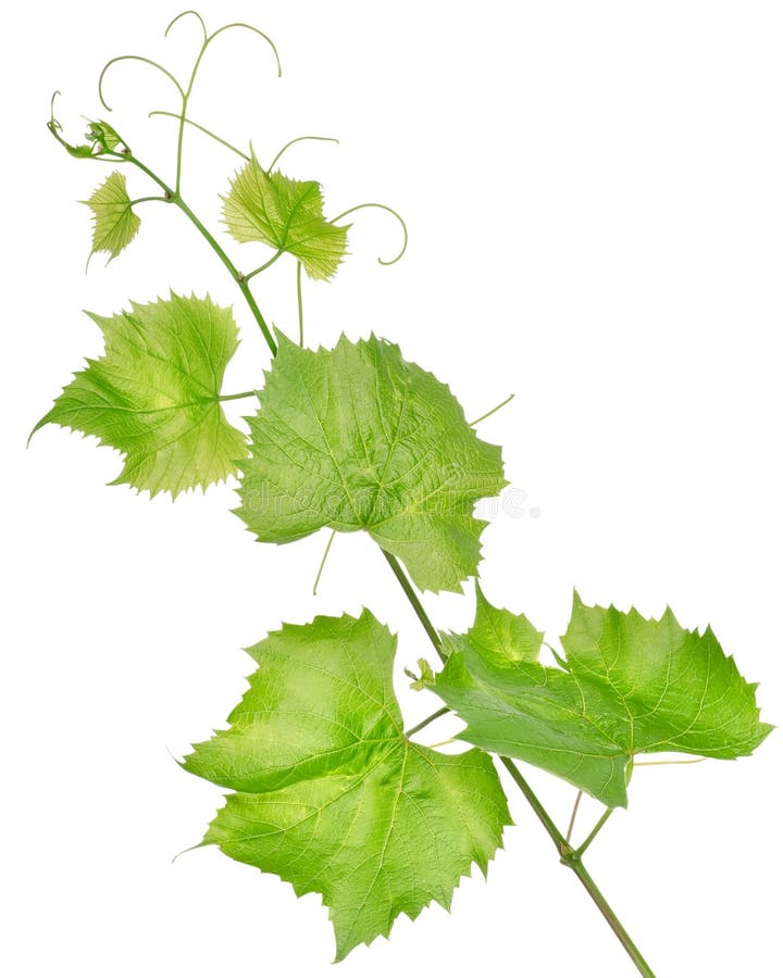 Grape leaves stock image. Image of leave, floral, grape - 21658567