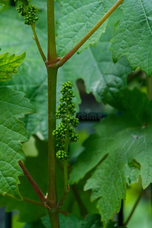 Fresh Grape Shoots Growing on a Vine Stock Image - Image of leaf ...