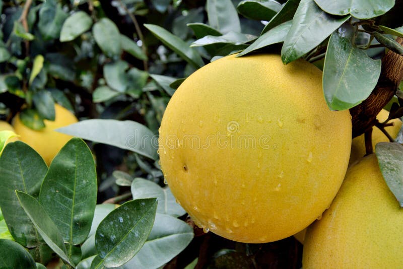 Fresh grapefruit stock photo. Image of tree, fresh, cover - 34985492