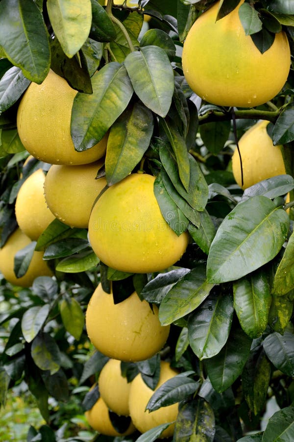 Grapefruit on trees stock photo. Image of healthy, fruit - 35432764