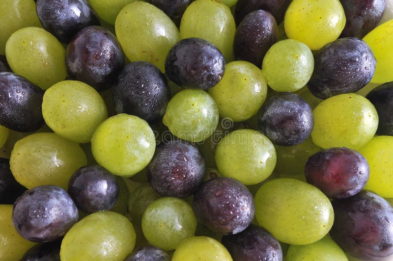 Fresh grapes stock photo. Image of cluster, food, ingredient - 10725986