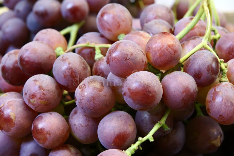 Fresh grapes stock photo. Image of fresh, food, crisp - 16044572