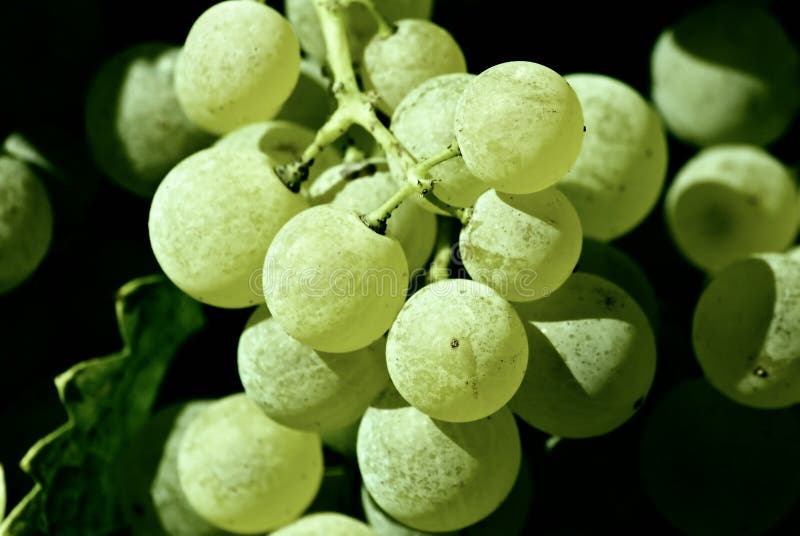 Fresh grapes stock photo. Image of closeup, clear, macro - 16146870