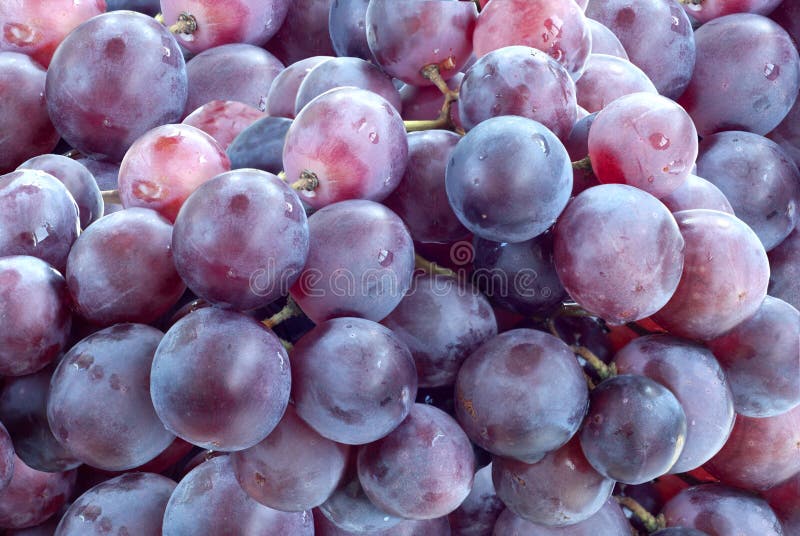 Fresh grapes stock photo. Image of closeup, harvest, gourmet - 26905132