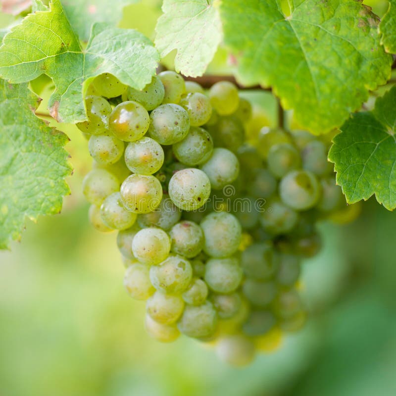 Fresh grapes stock photo. Image of harvest, gathering - 27051168