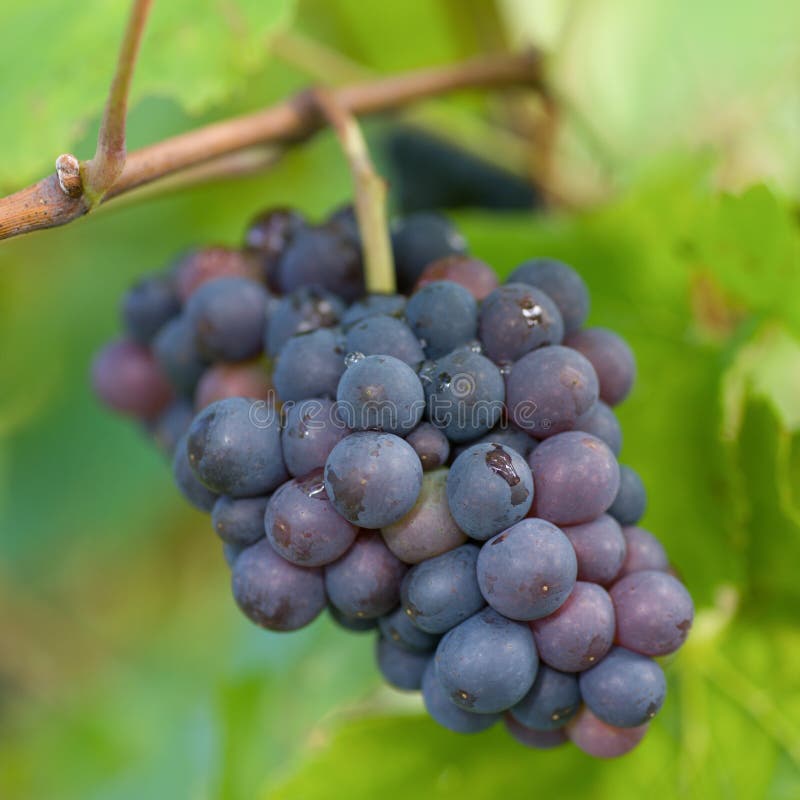 Fresh grapes stock image. Image of grapes, vine, vineyard - 27051639