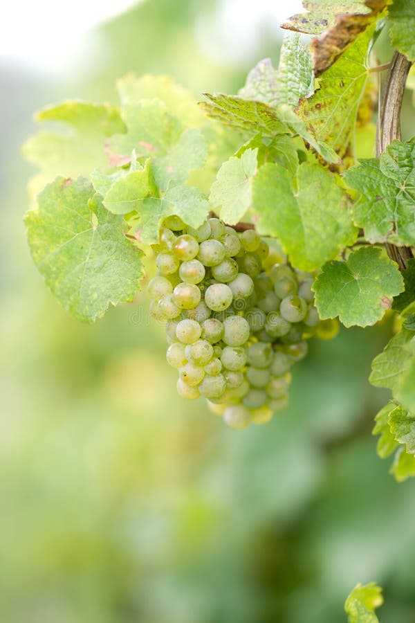 Fresh grapes stock image. Image of white, gathering, vineyard - 27052179