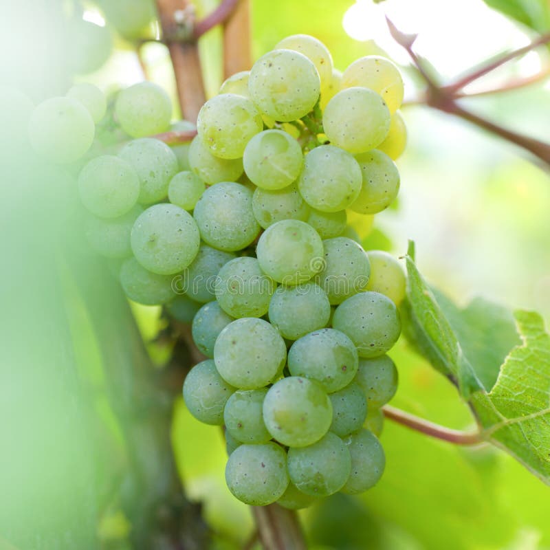 Fresh grapes stock image. Image of white, autumn, gathering - 27053037