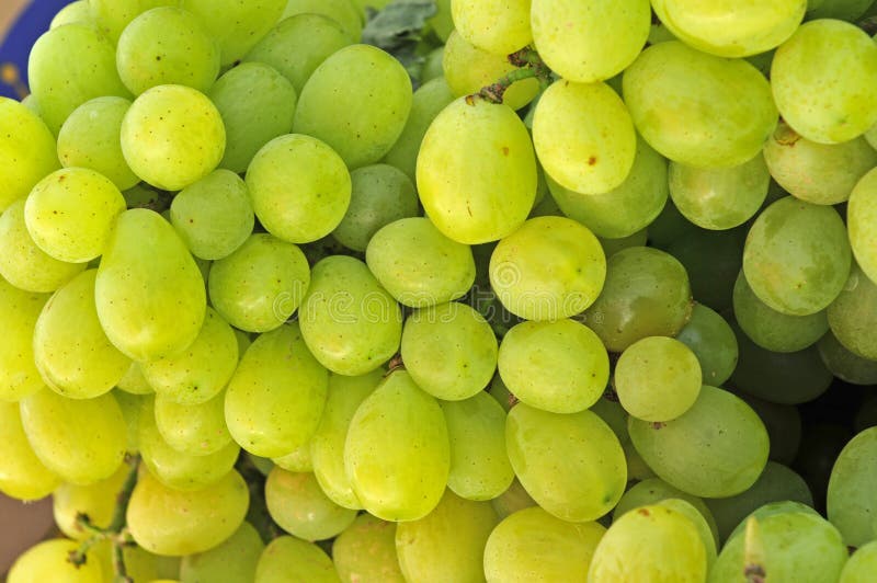Fresh grapes stock photo. Image of vines, agricultural - 243567582