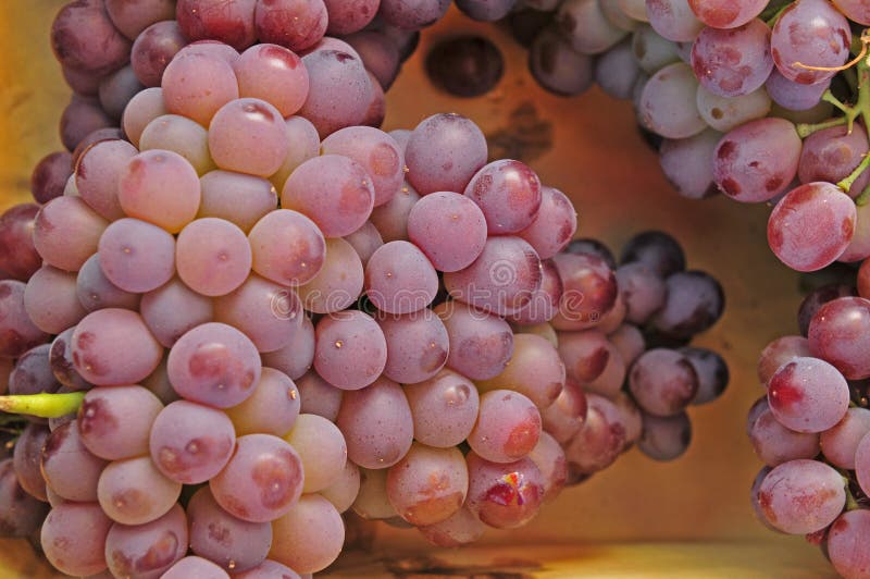 Fresh grapes stock image. Image of seasonal, outdoors - 243567591