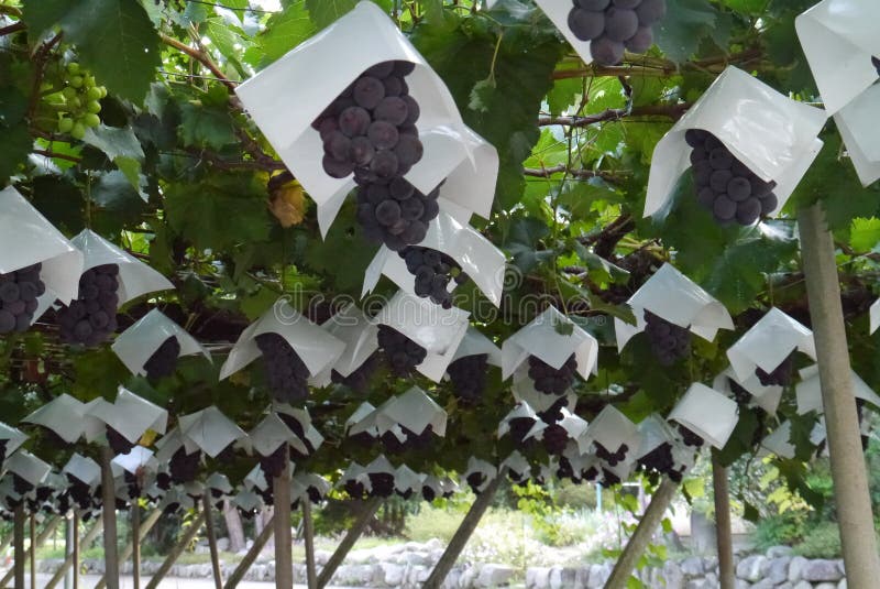 Fresh grapes from the farm stock image. Image of mountains - 130350935