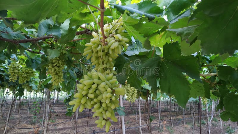 Fresh Grapes , Grapes Garden Stock Image - Image of grap, tree: 212196695