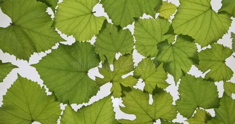 Leaf Texture. Leaf Under a Microscope. Macro Green Leaf.Leaf in Macro ...