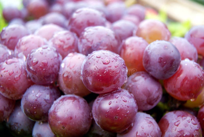 Fresh grapes stock photo. Image of fruit, agricultural - 32552918