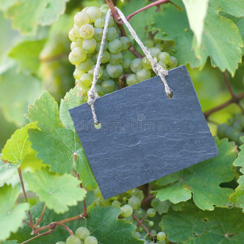 Fresh grapes, slate stock image. Image of green, gathering - 27337287