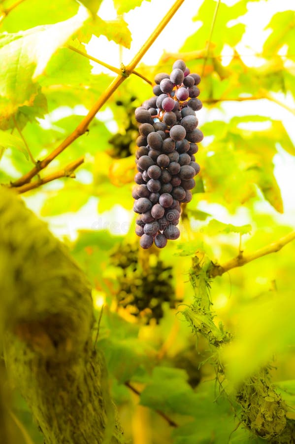 Fresh grapes on the tree stock image. Image of organic - 302609017
