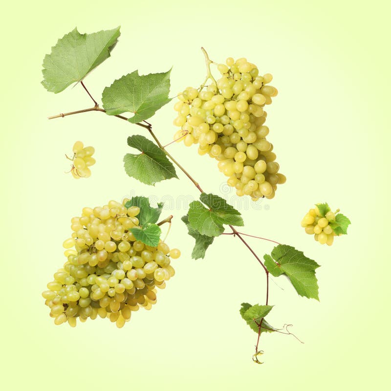 Fresh Grapes and Vine in Air on Light Green Background Stock Image ...