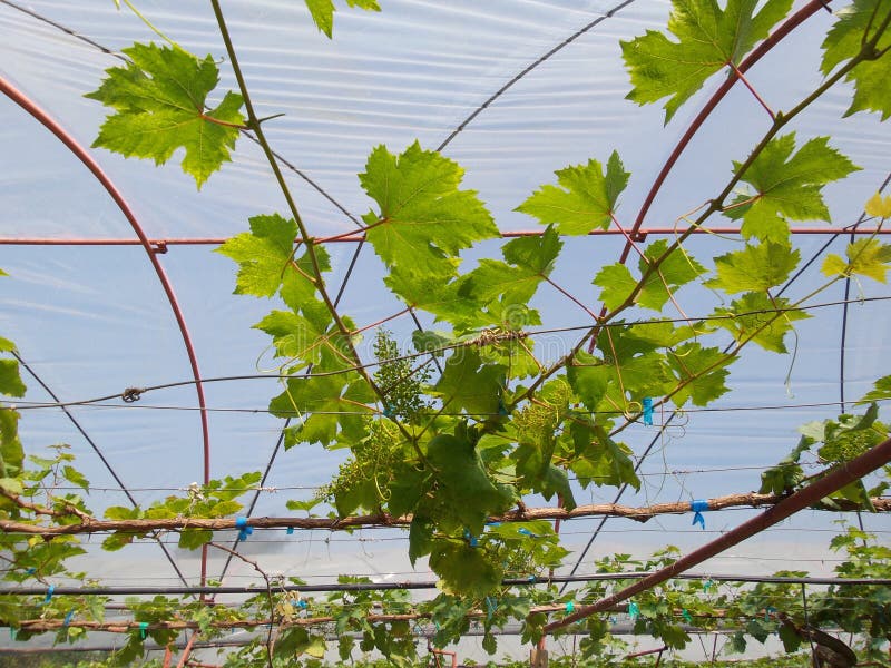 Fresh grapes stock photo. Image of bunch, france, agriculture - 35854216