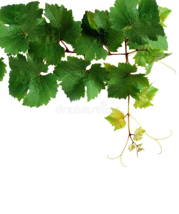 3,341 Grapevine Branches Stock Photos - Free & Royalty-Free Stock ...