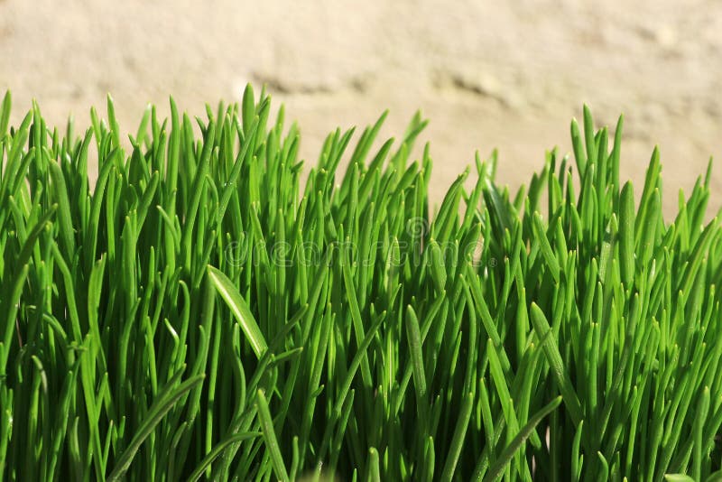 Fresh grass stock image. Image of summer, grow, garden - 10782017