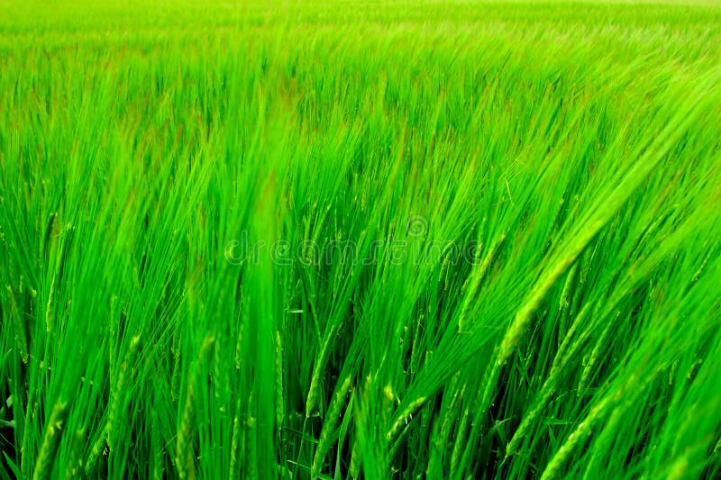 Fresh grass stock image. Image of rural, natural, healthy - 13345943