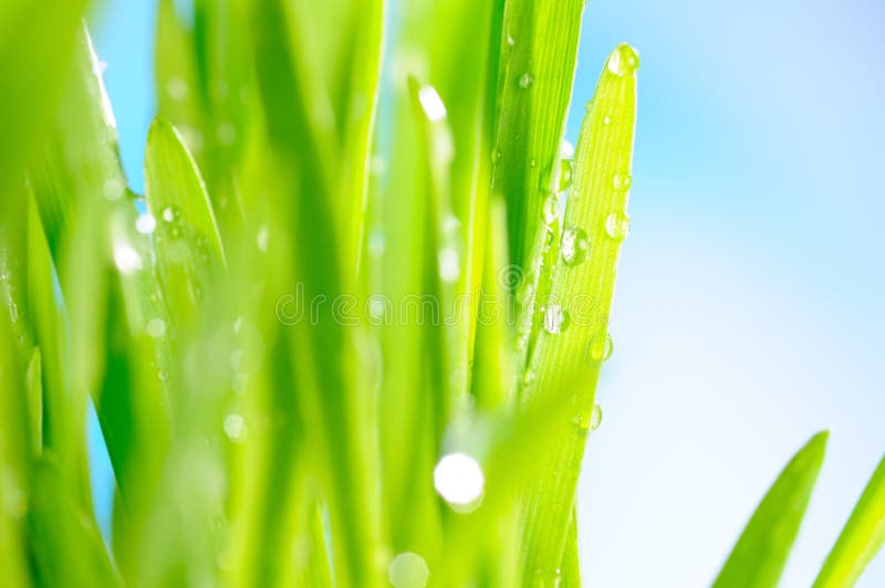 Fresh grass stock photo. Image of garden, macro, bright - 17877458