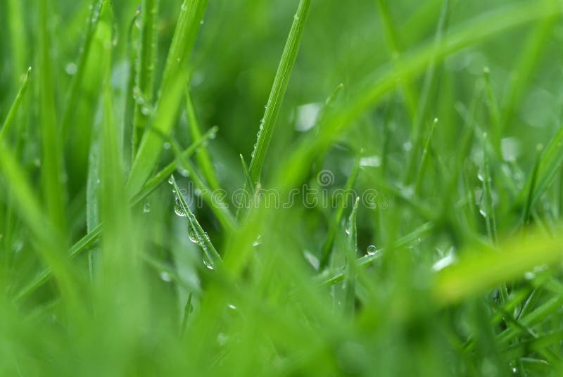 Fresh grass stock photo. Image of color, colors, garden - 2242814