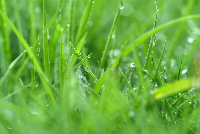 Fresh grass stock image. Image of drop, environment, meadows - 2242789