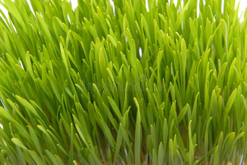 Fresh grass stock photo. Image of lawn, earth, copy, field - 2342682