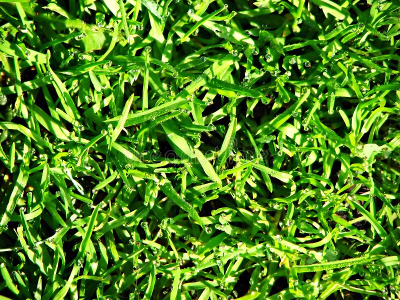 Fresh grass stock photo. Image of blades, light, ecology - 26276144
