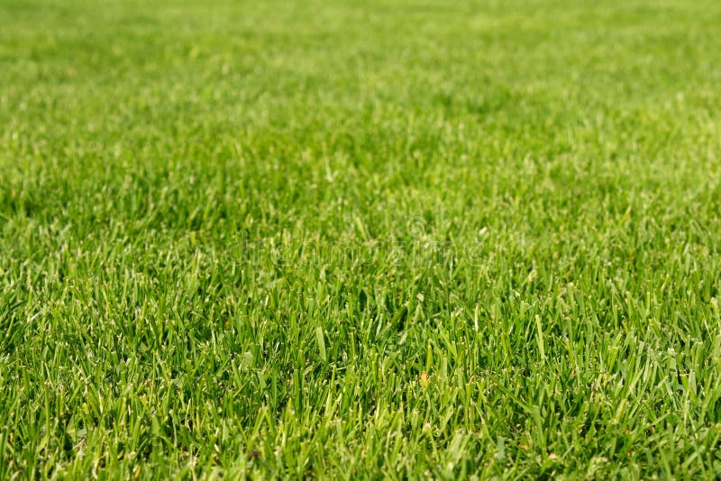 Fresh grass stock photo. Image of nature, botanical, healthy - 26398464
