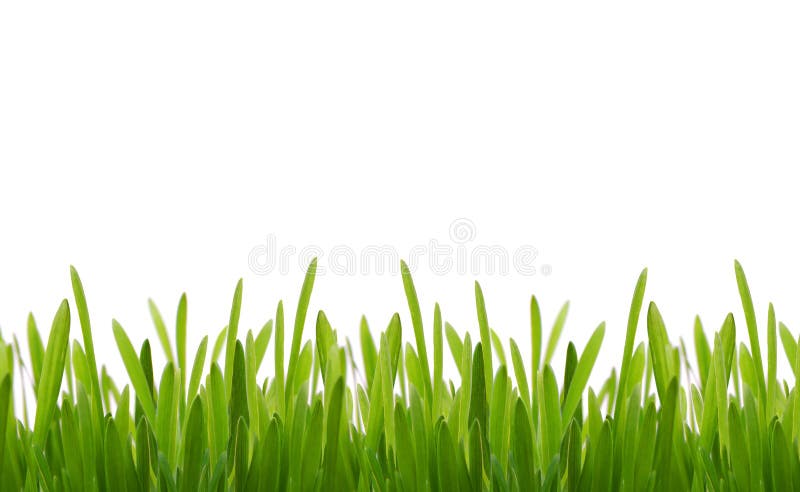 Long grass stock photo. Image of ecology, base, copy, grassy - 8259194