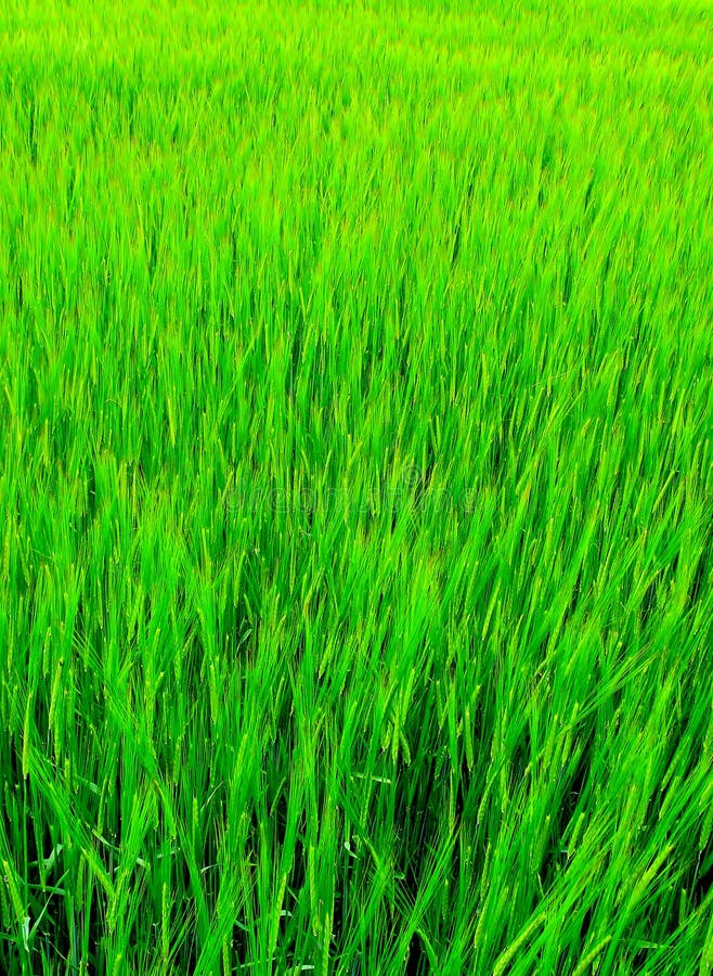 Fresh Grass Background stock image. Image of freshness - 99428403