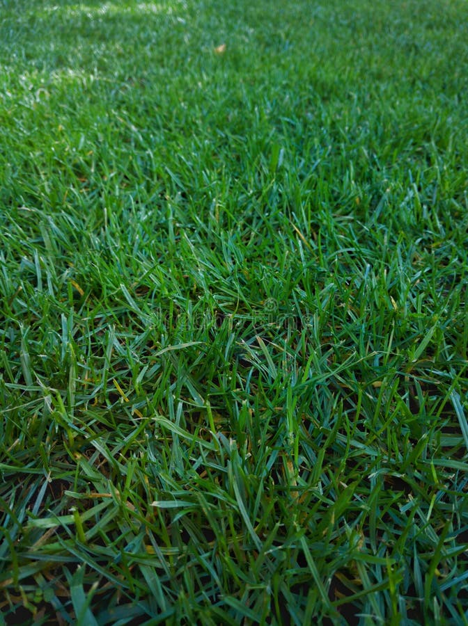 Fresh cut grass stock photo. Image of organic, fresh, garden - 4428352