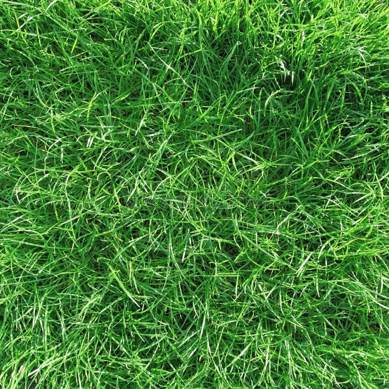 Fresh grass stock photo. Image of delicate, conservation - 34281412