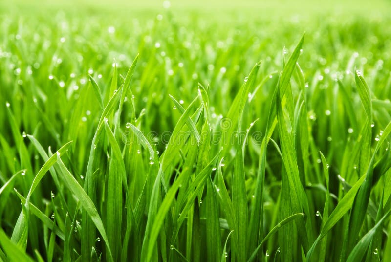 Fresh grass with dew drops stock image. Image of contrast - 18406989