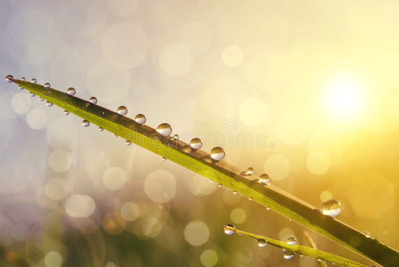 Fresh Grass with Dew Drops at Sunrise. Stock Photo - Image of clear ...